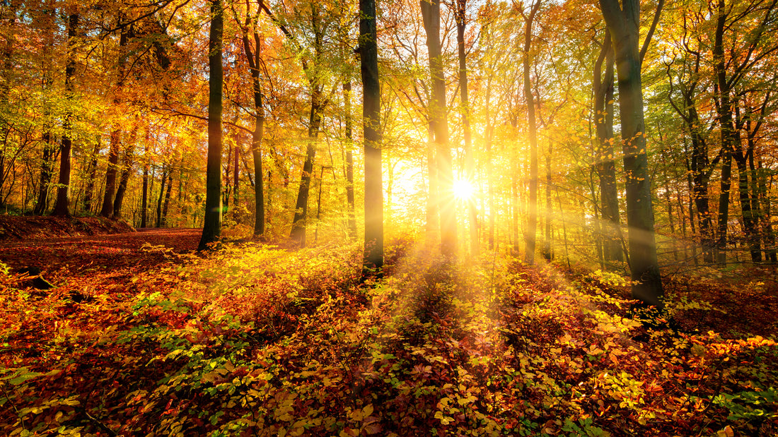 Feast of Tabernacles (Sukkot) – Simka Foundation